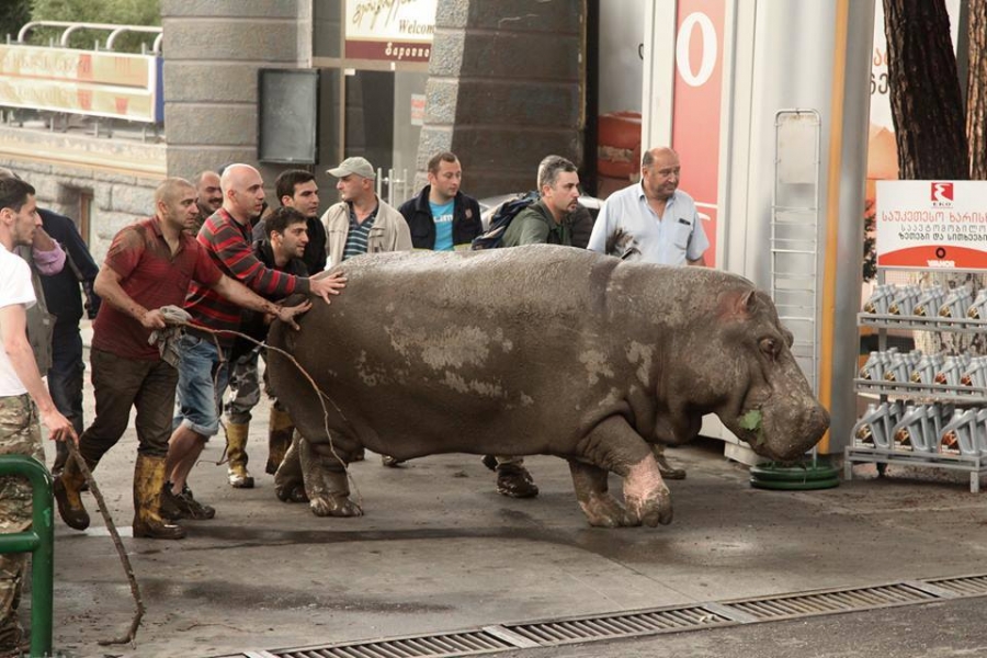13 ივნისის სიმბოლოს, ჰიპოპოტამ ბეგის ახალი ვოლიერი ექნება - რადიო ...